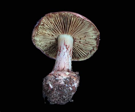 キヒダフウセンタケ Cortinarius xanthophyllus