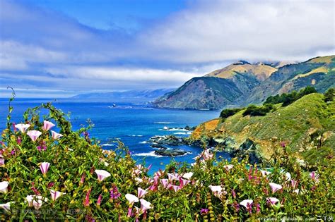 日内瓦湖沿岸的鲜花 相册 二丫头 书画家园