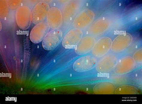 Rotifer Eggs Polarized Light Micrograph Rotifers Are Microscopic