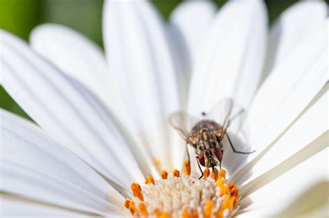 Insecte Voler Entomologie Photo Gratuite Sur Pixabay Pixabay