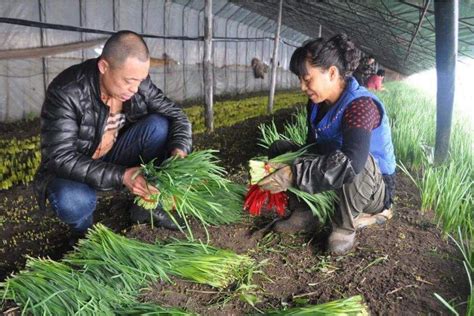 韭菜被称之为“懒人菜”，一年内可以连续收割多次！养根