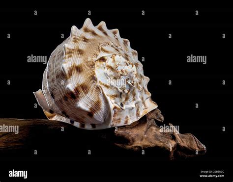 Close Up Of A Cassis Cornuta Shell Also Known As The Horned Helmet Shell Against A Black