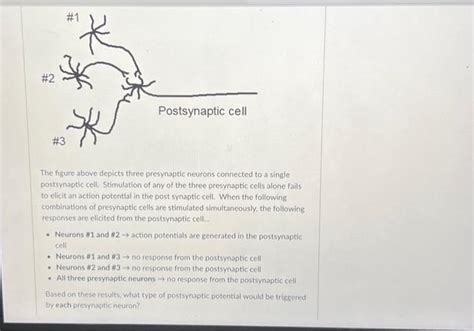 Structure Of Presynaptic And Postsynaptic Cell Diagram Neuro
