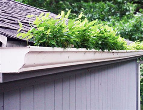 Pros Cons Of Installing Gutter Covers Gutter Guards Pros Cons