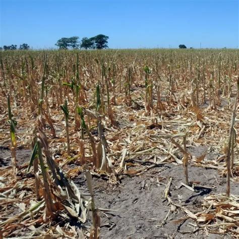 Declaran Emergencia Agropecuaria En Tucumán Por La Sequía Filo News
