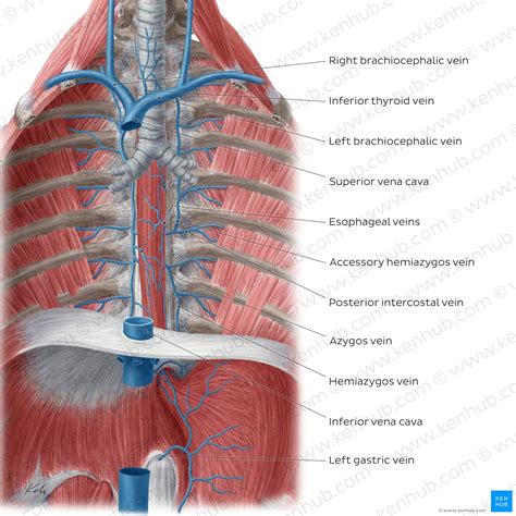 Esophagas Location And Function