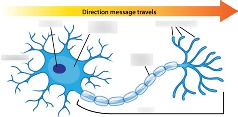 Nervous System 214 Diagram Quizlet