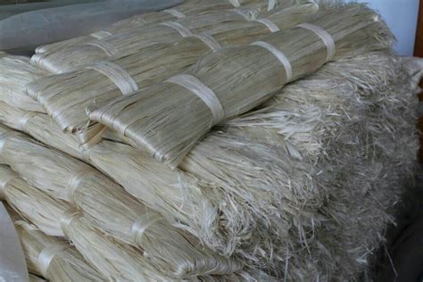 Xue Rong Long On Linkedin Hempfiber Hempseeds Hempseed