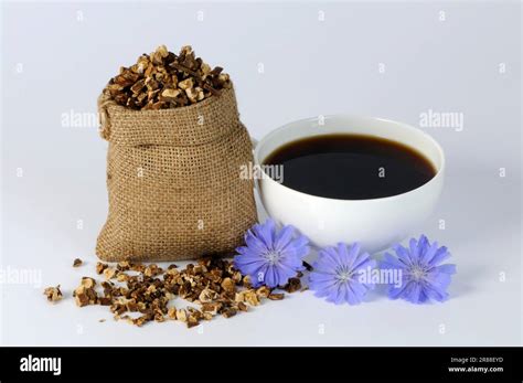 Common Chicory Root Coffee Common Chicory Root Coffee Common Chicory
