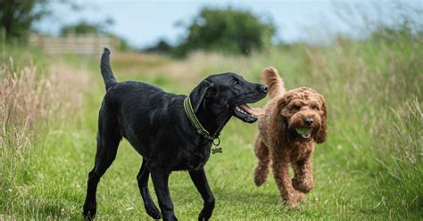 If Youre Introducing A New Dog To Your Current Dog Follow These 7