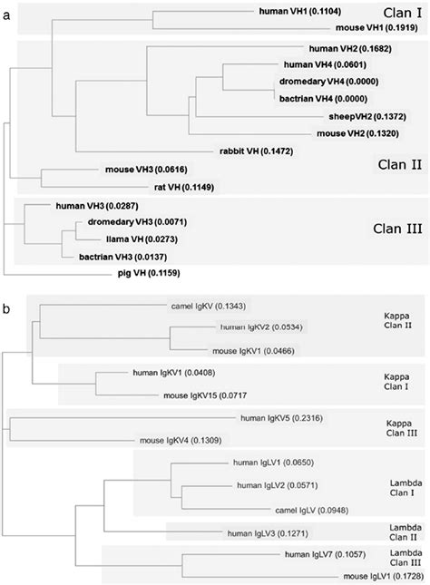 Dendrograms Showing The Phylogenetic Relationship Between Dromedary And