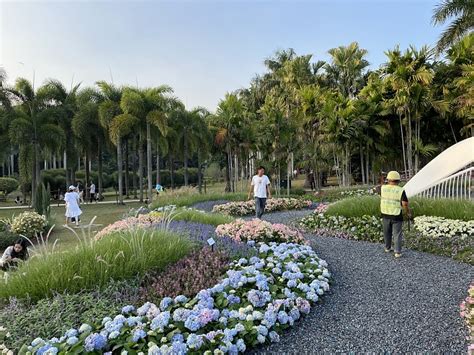深圳簕杜鹃花展现场11