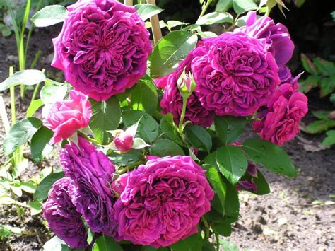Английская роза Д Остина Фальстаф. David Austin Rose Falstaff | PLANTE.md