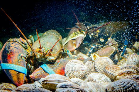다채로운 가재 판매 레스토랑에서 수족관 내부 조개와 바다 갑각류 0명에 대한 스톡 사진 및 기타 이미지 0명 갈고리 발톱 감금 상태 Istock