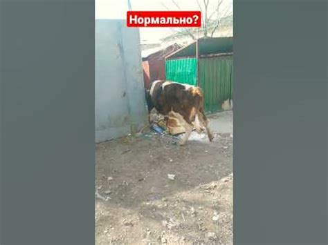 Добро пожаловать в мухосранск - YouTube
