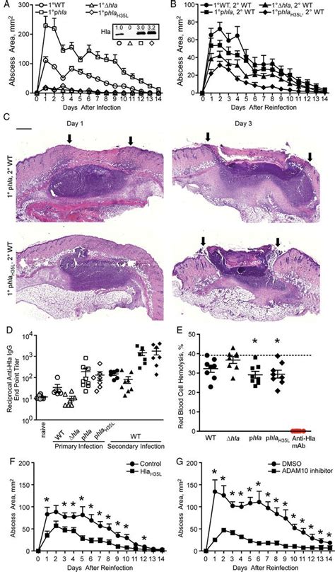 Targeting Staphylococcus Aureus α Toxin As A Novel Approach To Reduce Severity Of Recurrent Skin