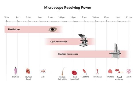 21 Types Of Microscopes With Principle Uses Diagrams
