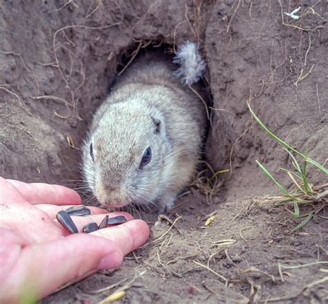 Premium Photo Gray Gopher Leaning Out Of Its Hole And Eating