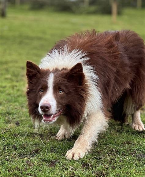 Red Border Collie Guide Info Facts Pictures And More
