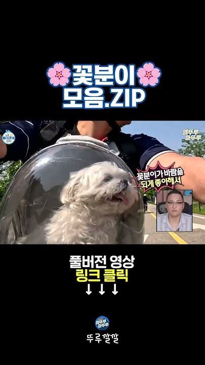 귀엽고 사랑스럽고 예쁘고 혼자 다 하는 꽃분이🌸 [뚜루깔깔] 나혼산 Shorts Youtube