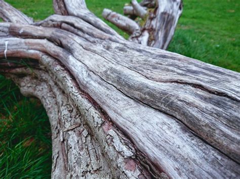 Fallen Old Dry Dead Tree Log Nature Age Stock Image Image Of Nature
