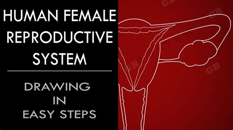 How To Draw Female Reproductive System In Easy Steps 10th Biology