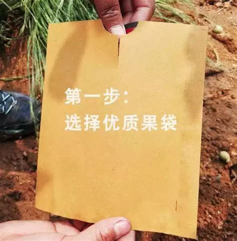 超实用！手把手教你苹果怎么套袋（图文并茂）