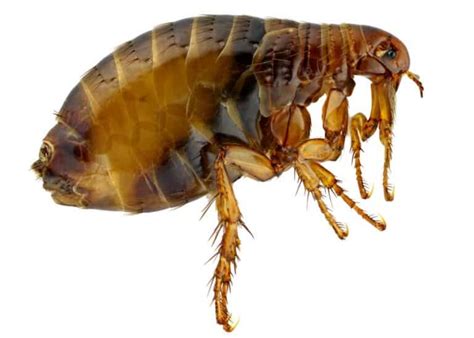 6 Legged Insects Id Guide 12 Examples Photos The Buginator