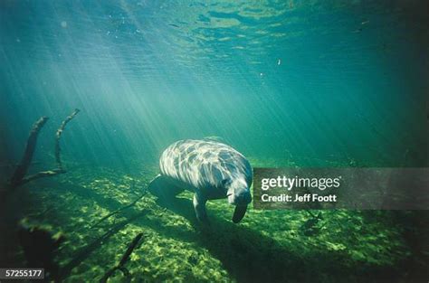 Manatee Springs State Park Photos And Premium High Res Pictures Getty