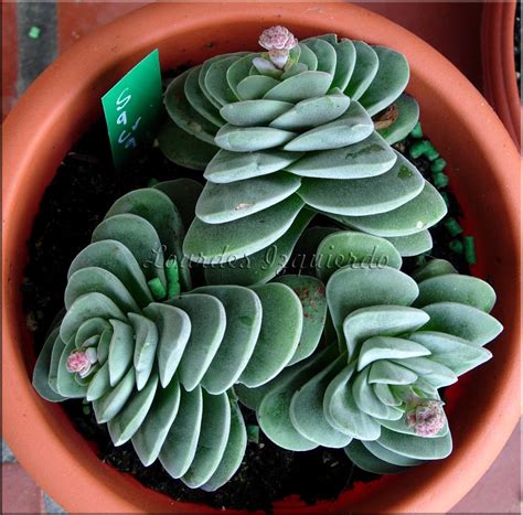 Crassula Coralita Crassula Perfoliata Var Falcata X C Flickr