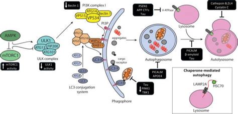 Jennifer Palmer On Linkedin Autophagy Aging And Age Related