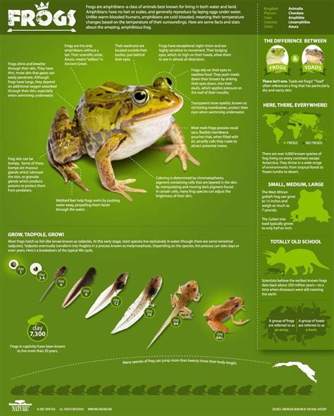 Pin By Tara Knechtel On Nature School Frog Infographic Frog Facts
