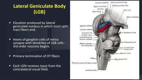 Physiology Of The Visual Pathway And Cerebral Integration Pptx