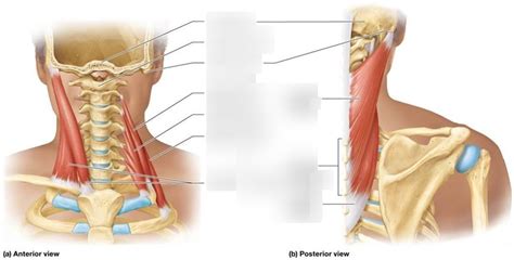Muscles That Move The Head And Neck That Hold Up The Head Anterior And