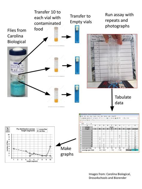Bioassay Curricula All About Arsenic