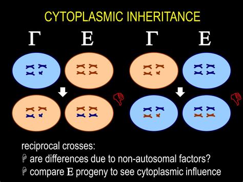 Ppt Lecture 03 Patterns Of Inheritance Ii Powerpoint Presentation