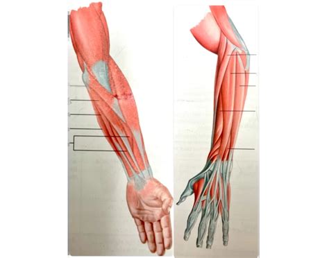Flexors And Extensors Of The Forearm Quiz