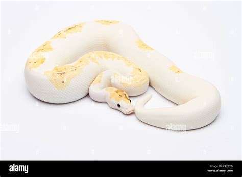Royal Python Python Regius Paradox Super Fire Male Reptile Breeder Willi Obermayer Austria
