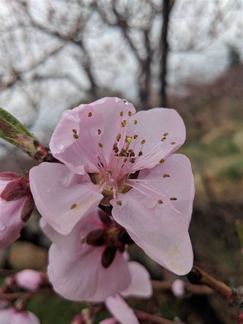 Peach Blossom Prunus Persica [3024x4032] My Peach Trees Are