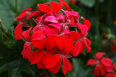 Géranium Lierre Simple Plante Fleurie La Halle aux Plantes