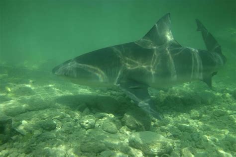 Download Bull Shark Underwater Wallpaper