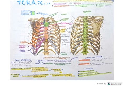 Solution Morfologia Torax Diafragma Y Glandula Mamaria Netter Images