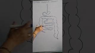 Human Digestive System Diagram Class Doovi