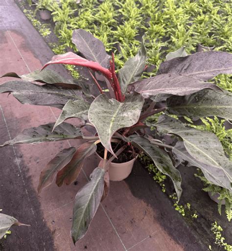 Philodendron Autumn Falls 3l Pot Opperman Plants Ltd