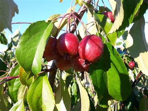 Riippaomenapuu Malus Cheals Weeping