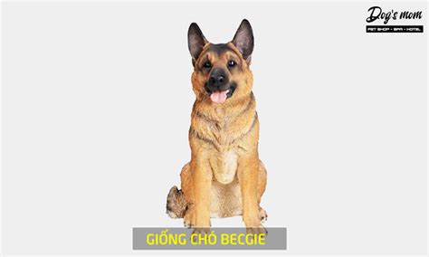 Chó Becgie Có Nguồn Gốc Từ đâu Và Thức ăn Chó Becgie Gồm Những Gì