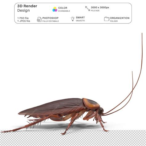 Premium Psd Cockroach 3d Modeling Psd File Realistic Cockroach
