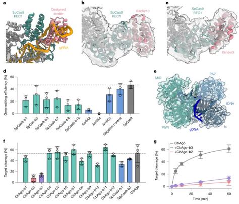 nature分享：bindcraft开源工具破解蛋白质结合剂设计难题 生物器材网