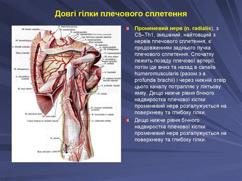 Довгі гілки плеч сплетення презентация онлайн