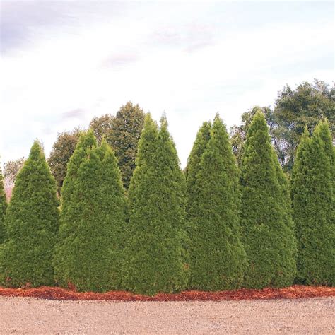 Spring Hill Nurseries Emerald Green Upright Arborvitae Screening Shrub